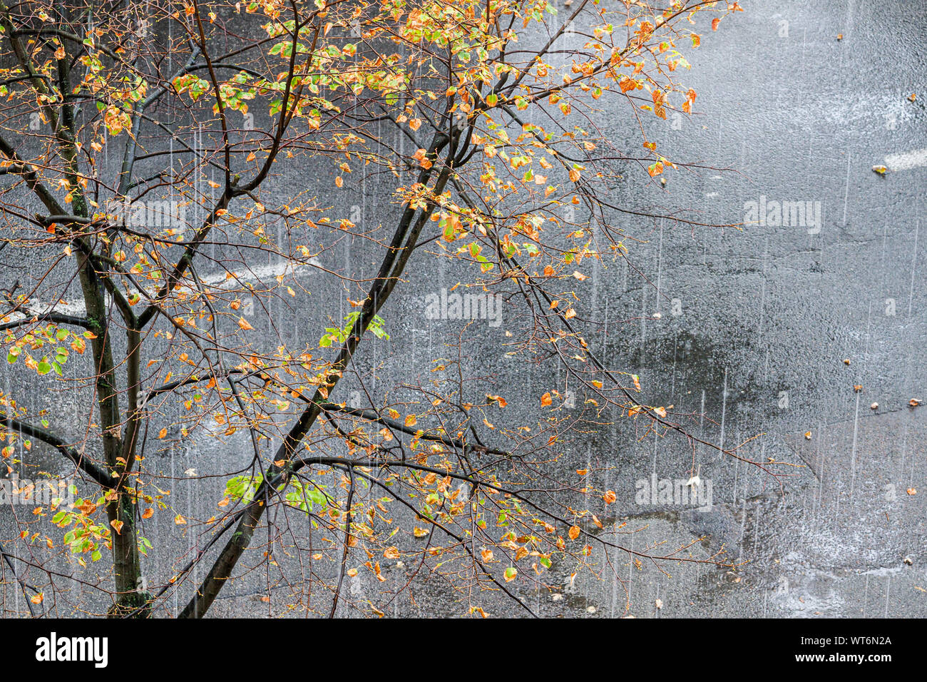 Tree over the road hi-res stock photography and images - Alamy