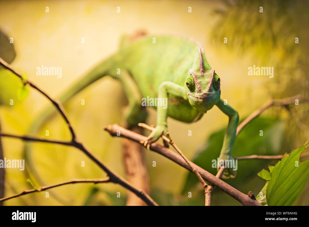 chameleon tears through dry branches, wild nature Stock Photo - Alamy