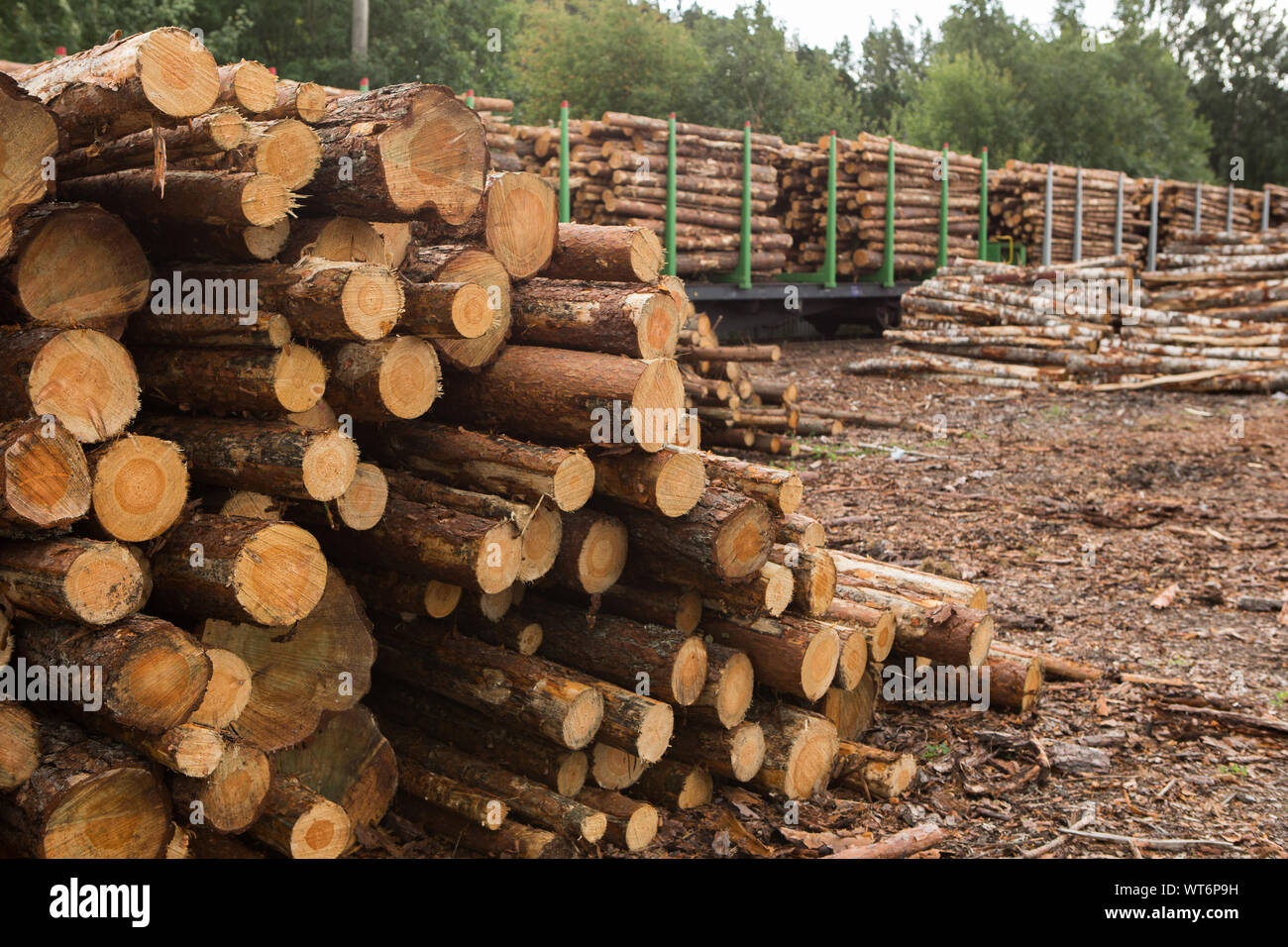 Stock of timber. Loading of timber on railroad cars Stock Photo - Alamy