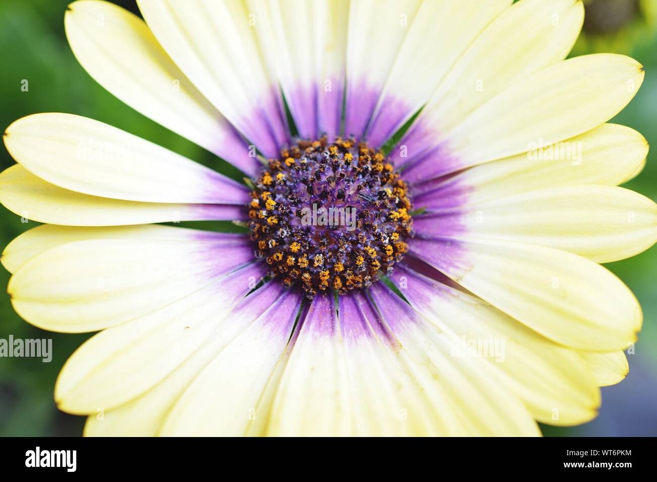 Detail Of Purple Daisy Flower Stock Photo - Alamy