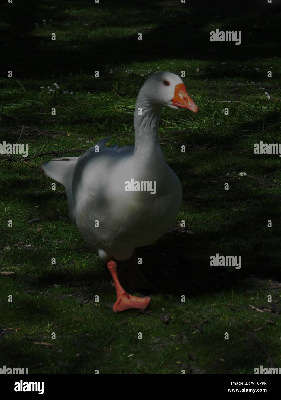 One goose walking hi-res stock photography and images - Alamy