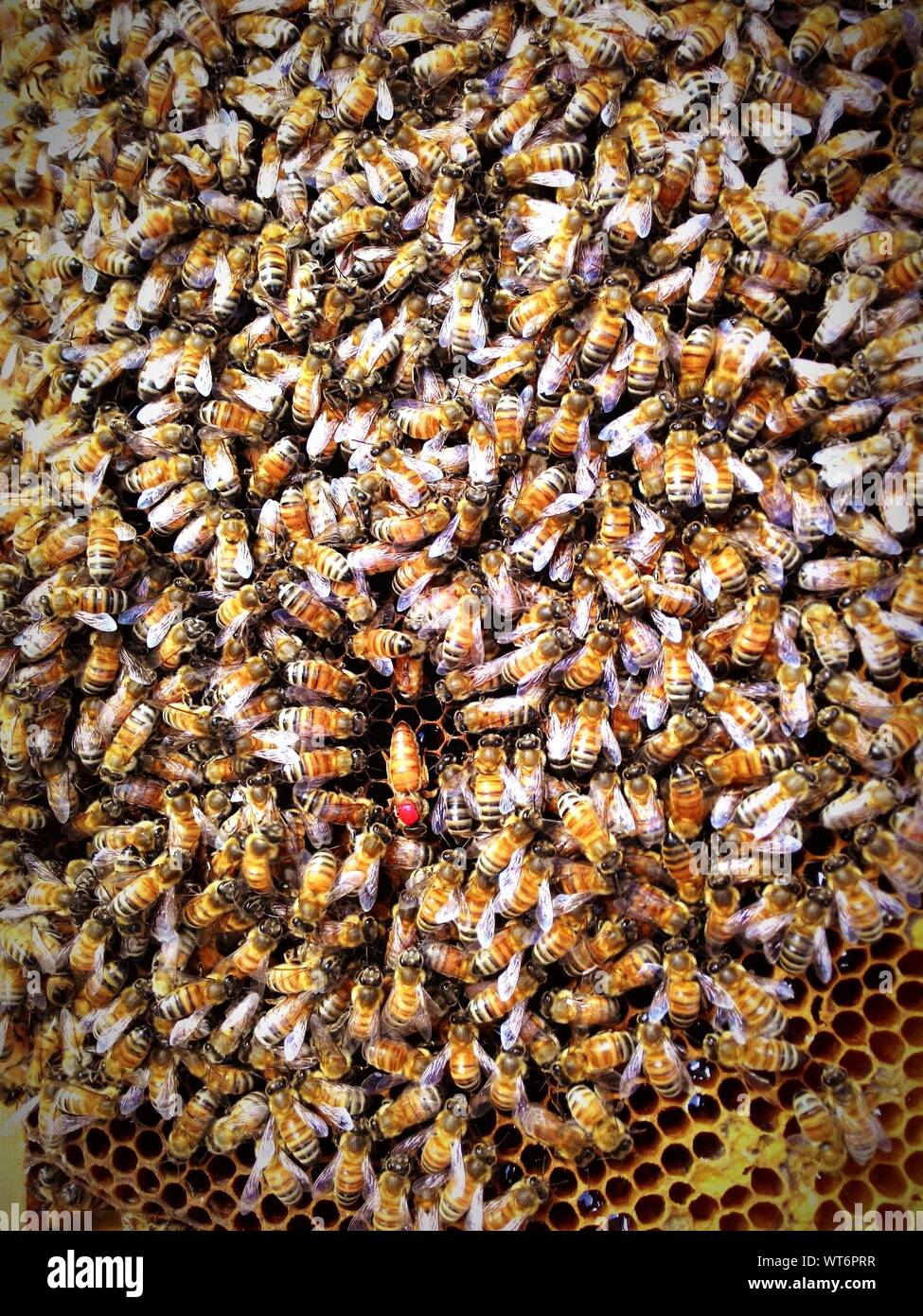 Bee honey in honeycomb angle hi-res stock photography and images - Alamy