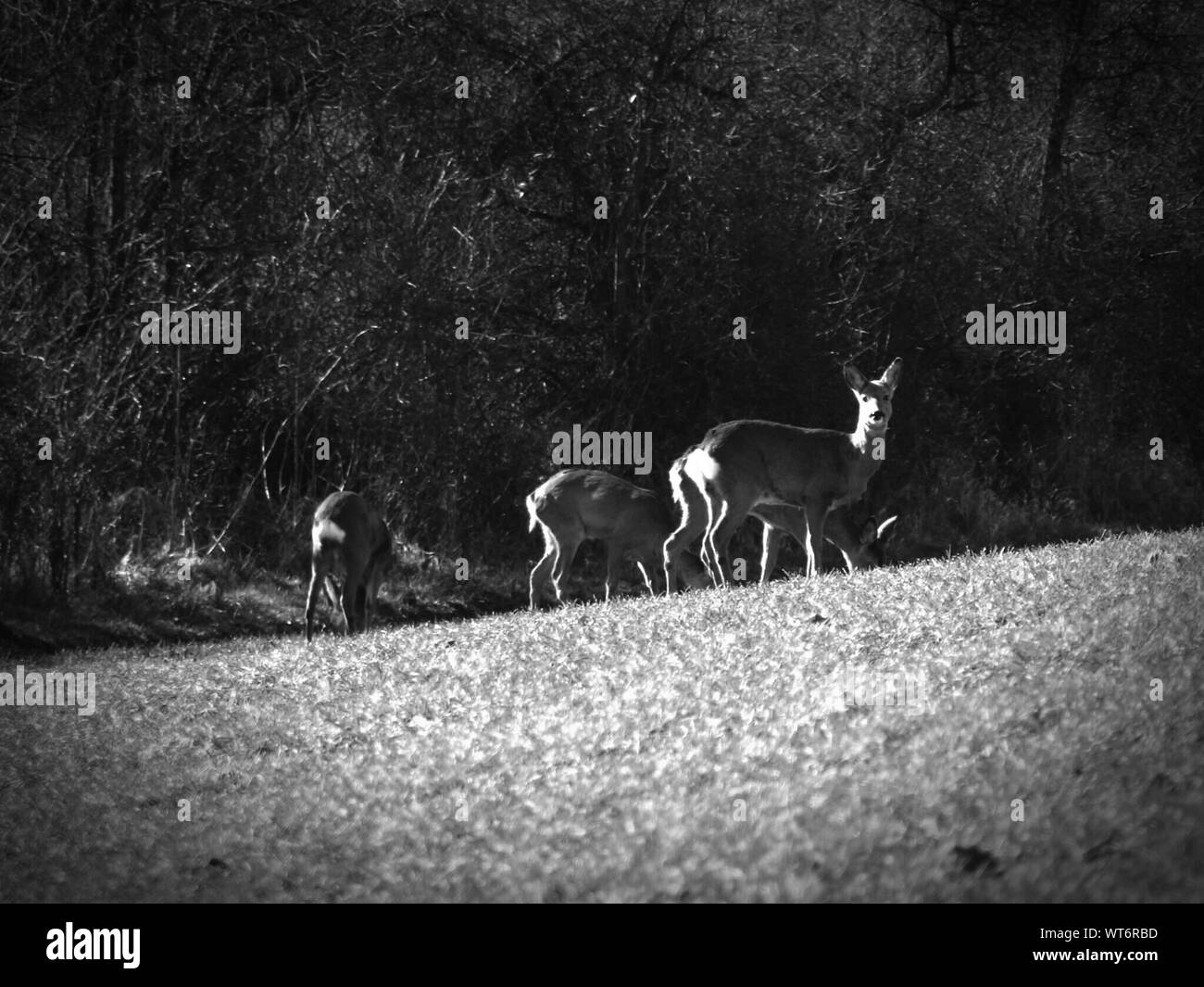 Deer Grazing In Forest Stock Photo - Alamy