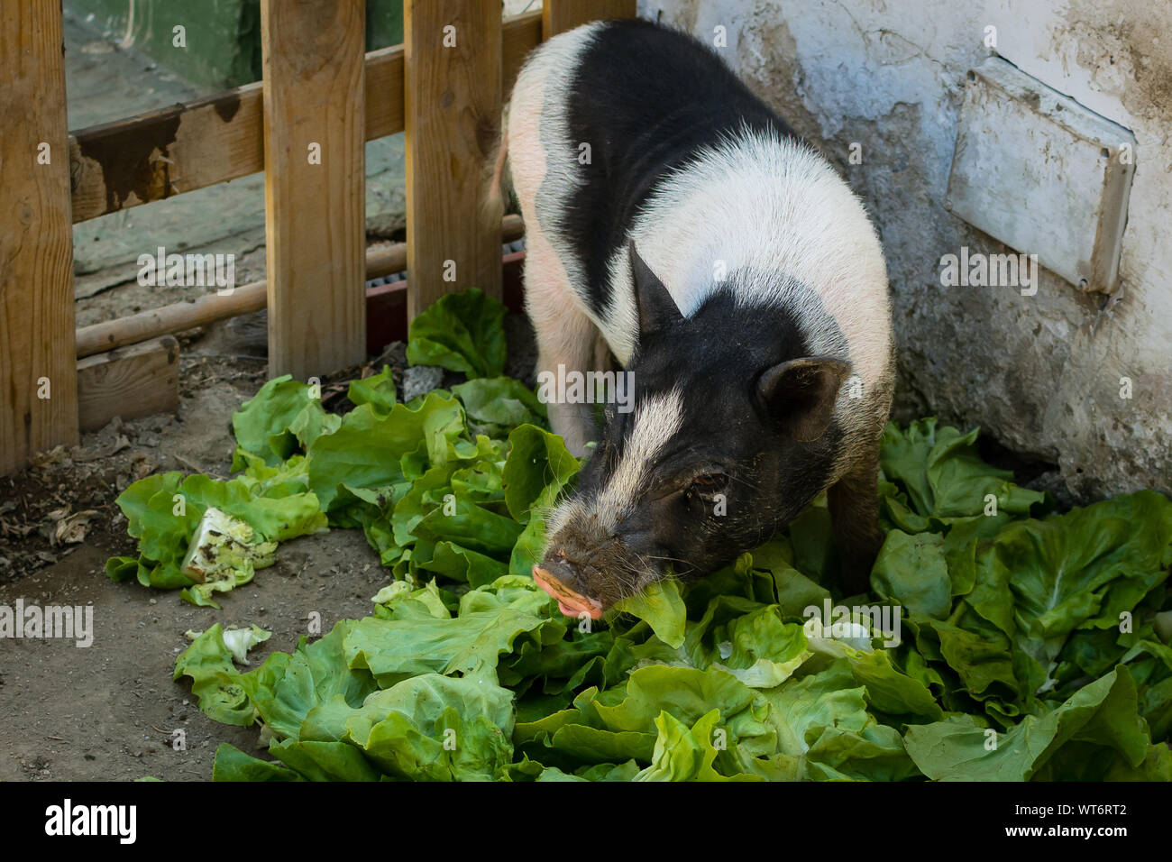 Pig drink domestic hi-res stock photography and images - Alamy