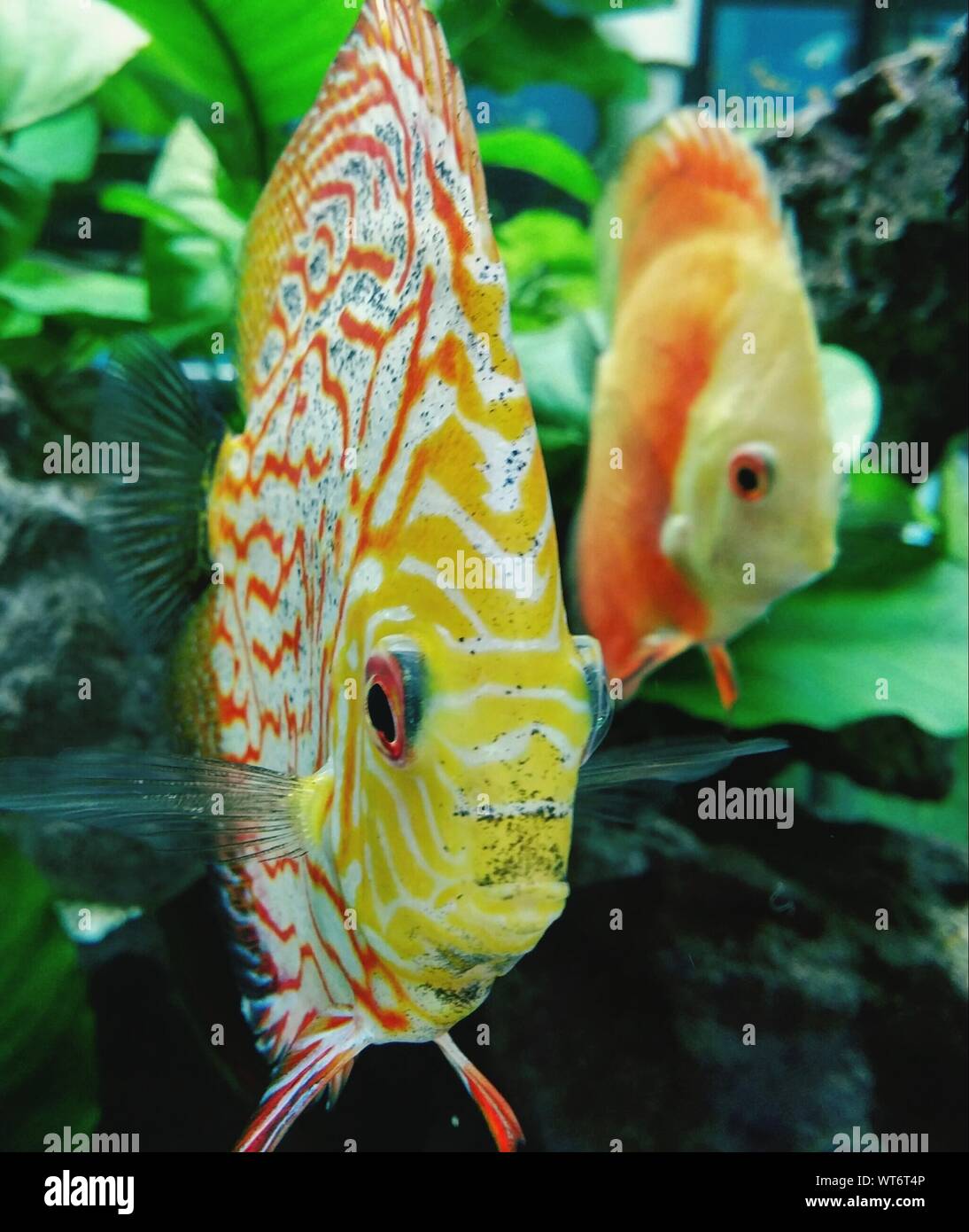 Yellow discus hi-res stock photography and images - Alamy