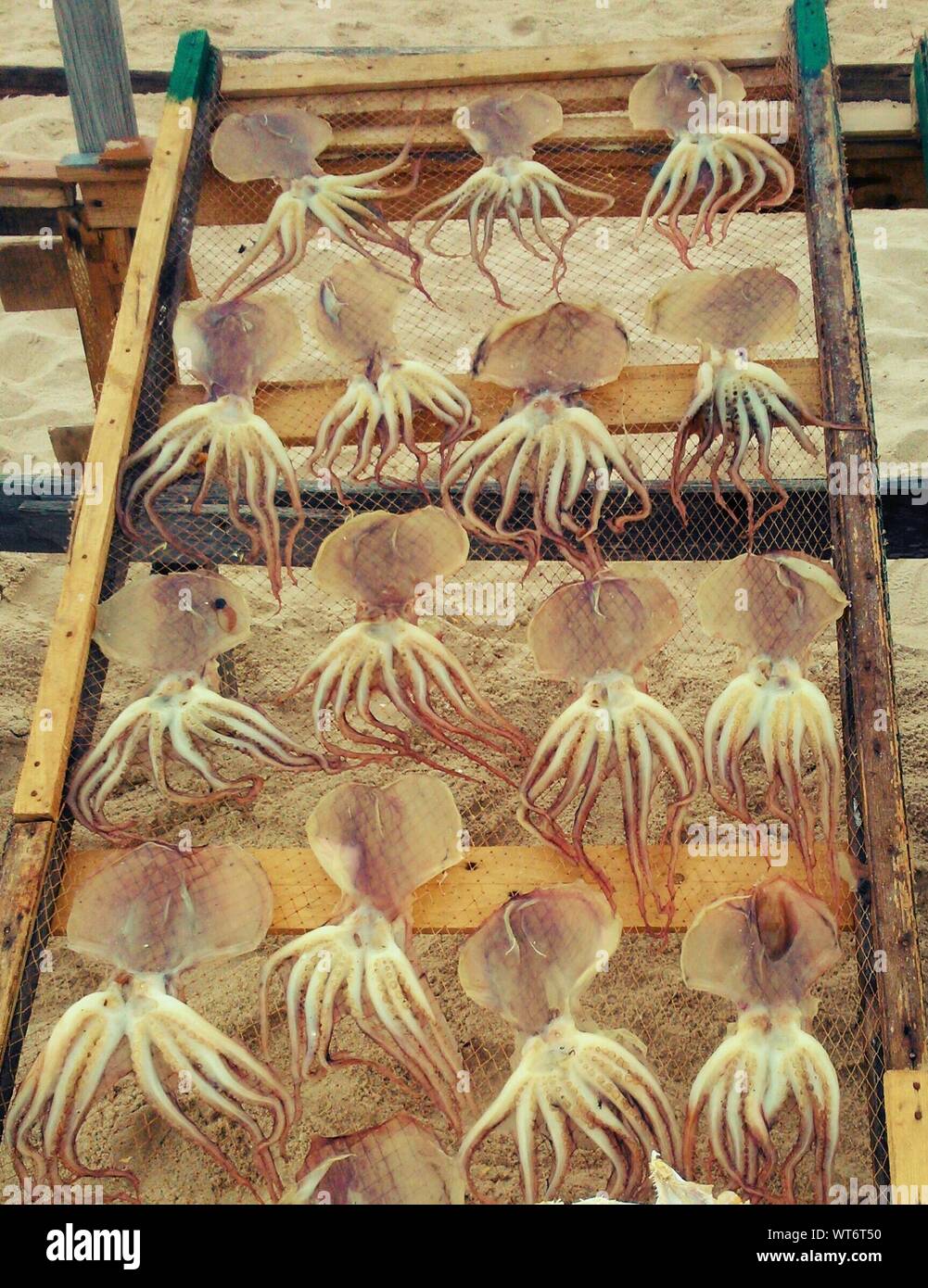 Dead Octopuses High Resolution Stock Photography and Images - Alamy