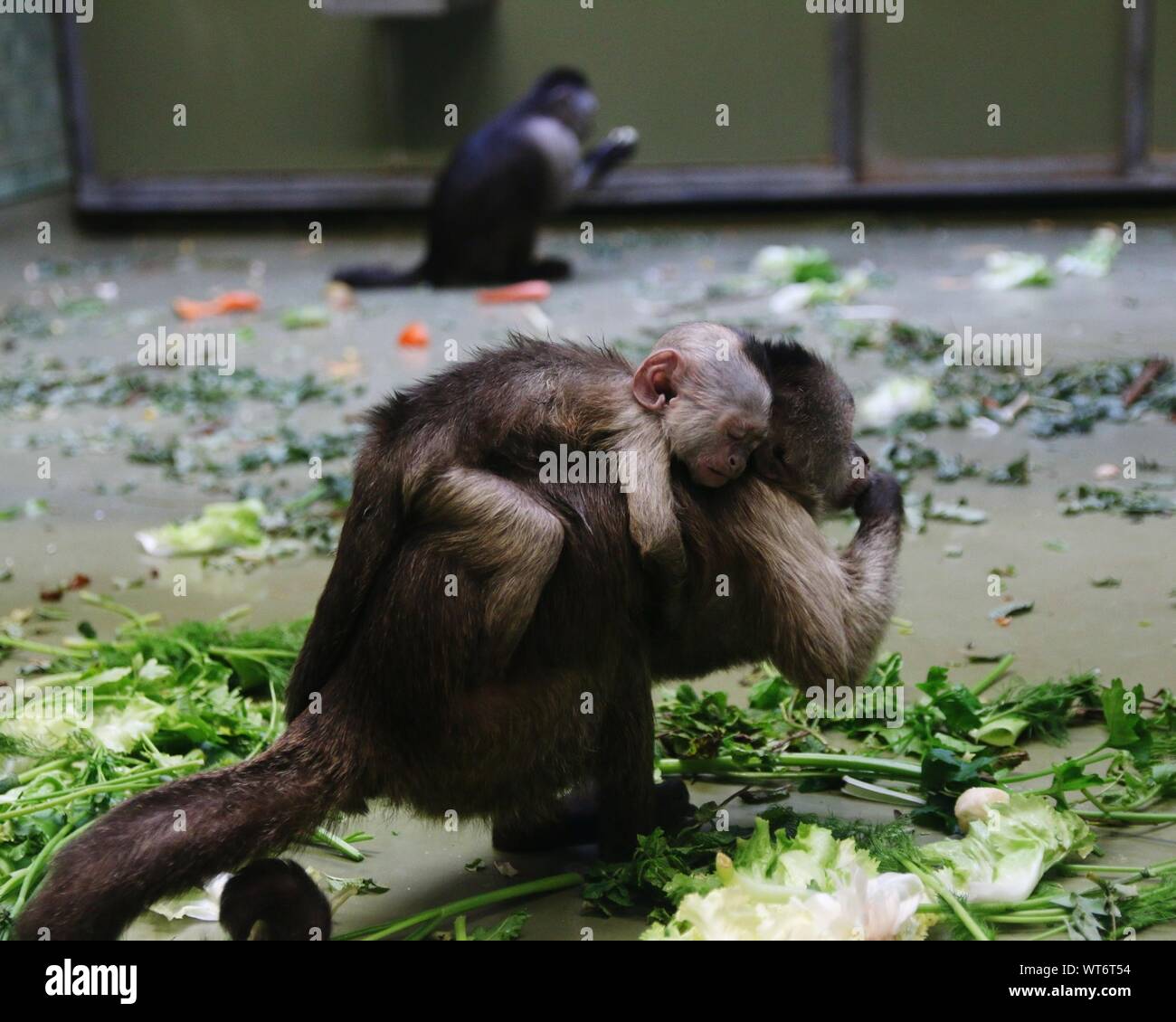 Side view baby monkey on hi-res stock photography and images - Alamy