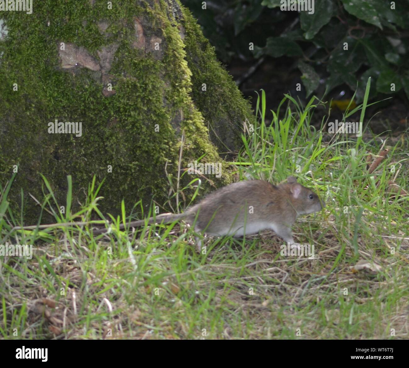 Rat grass close up hi-res stock photography and images - Alamy