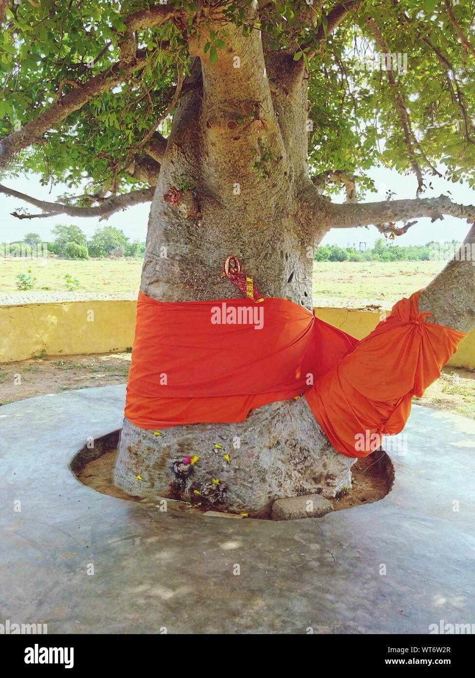 Cloth tree hi-res stock photography and images - Alamy