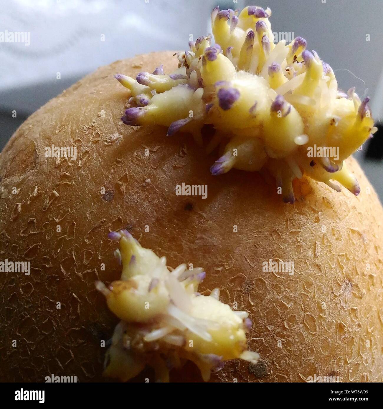 Growing potato hi-res stock photography and images - Alamy