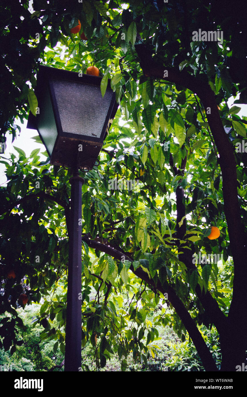 Orange tree street spain hi-res stock photography and images - Alamy