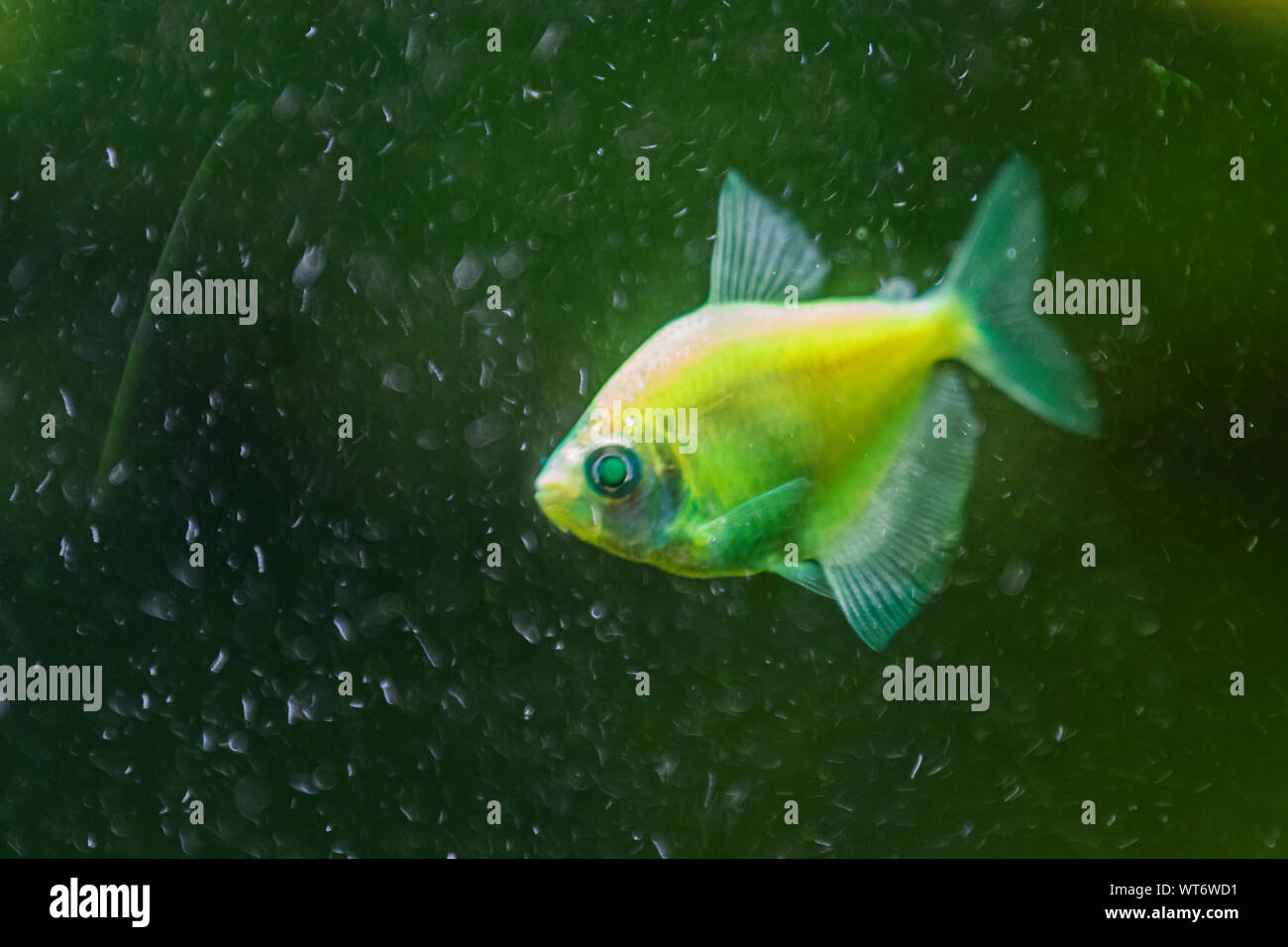 Luminous marine hi-res stock photography and images - Alamy