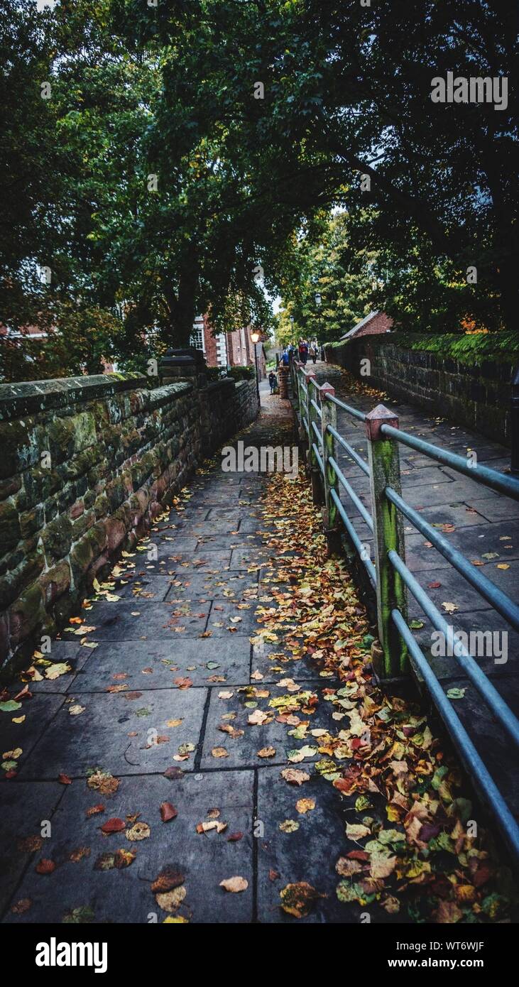 Tree way pathway hi-res stock photography and images - Alamy