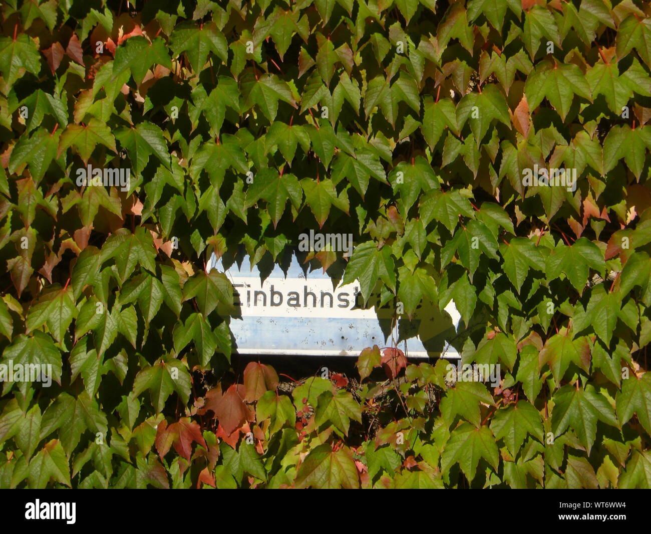 The Ivy Sign High Resolution Stock Photography and Images - Alamy