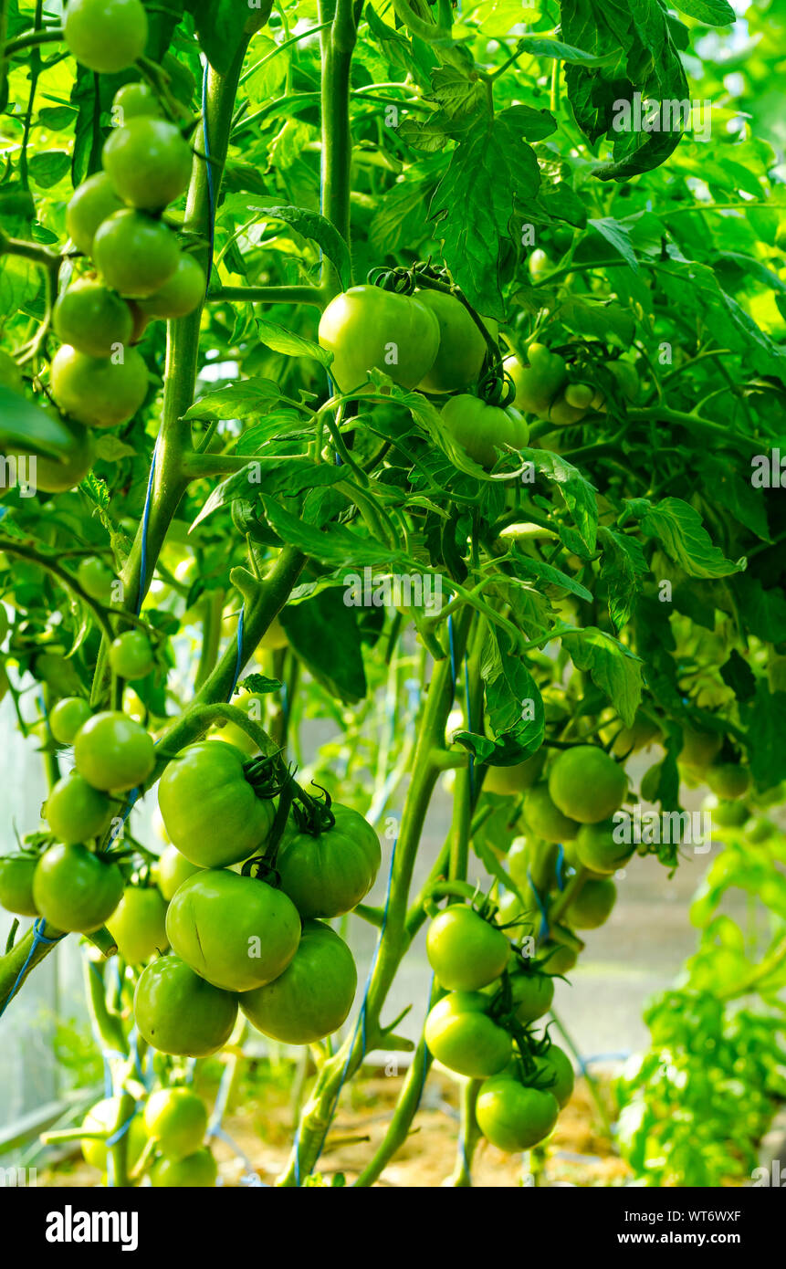Tomato bushes with green fruits in greenhouse. Studio Photo Stock Photo ...