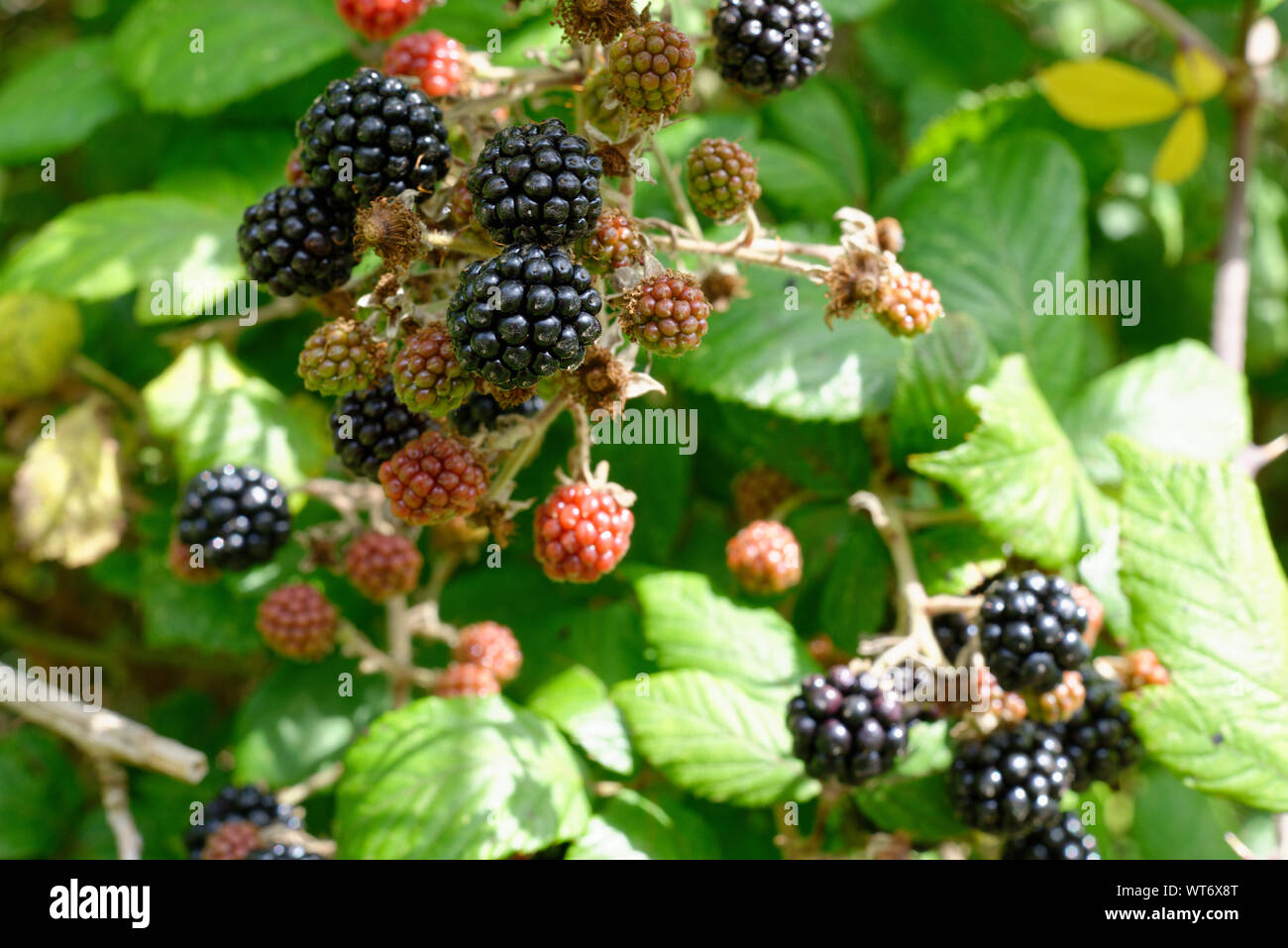 Crop of wild blackberries in a hedgerow Stock Photo - Alamy