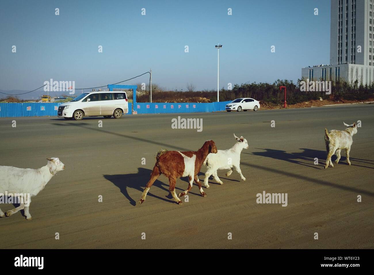 Goats in road hi-res stock photography and images - Alamy
