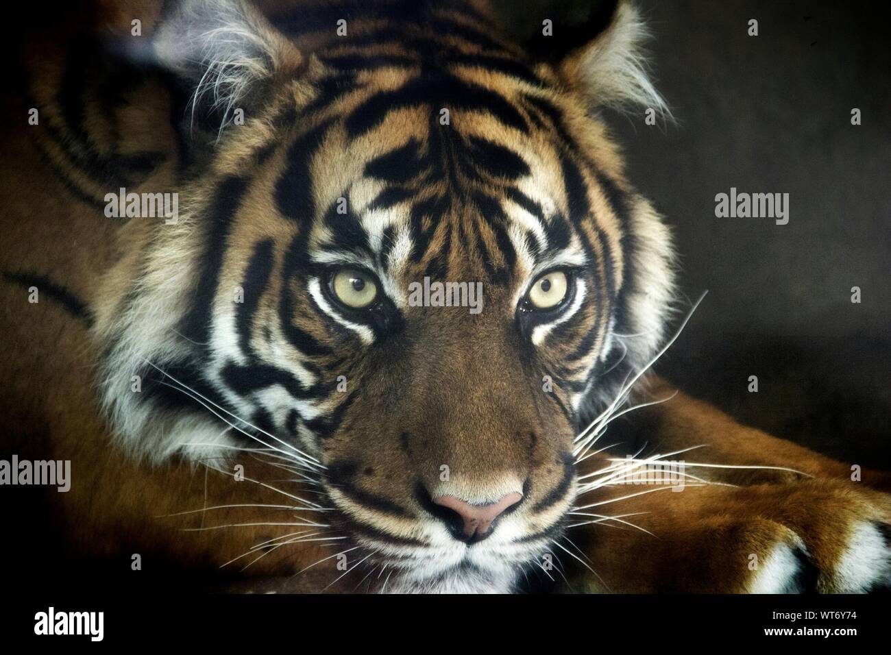 Tiger looking hi-res stock photography and images - Alamy