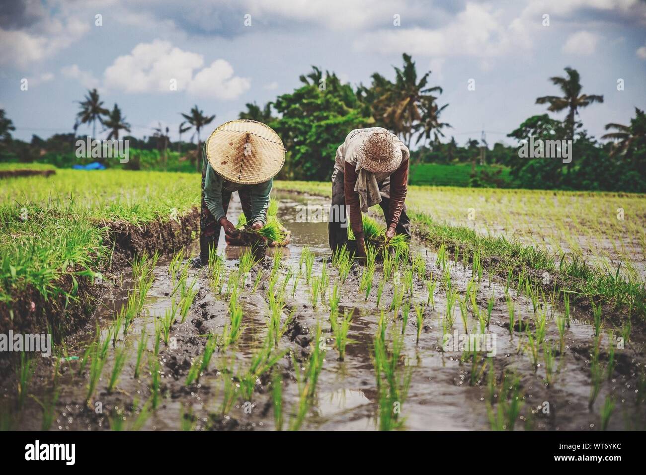 Farmers rice planting hi-res stock photography and images - Alamy