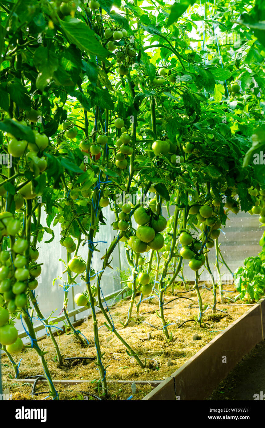Tomato bushes with green fruits in greenhouse. Studio Photo Stock Photo ...