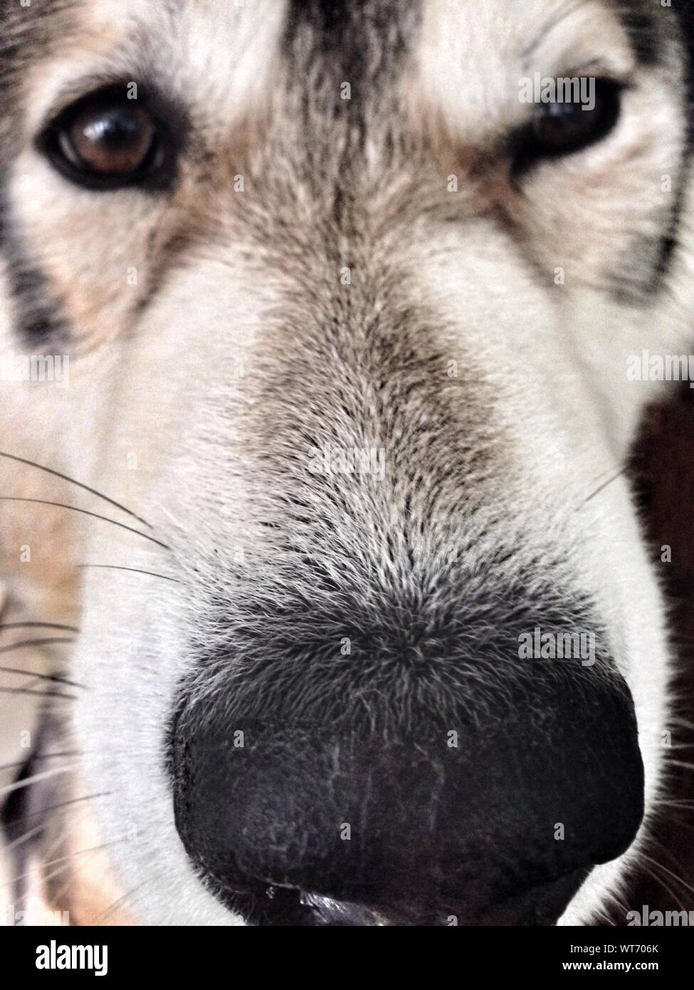 Close Up Dogs Head Looking High Resolution Stock Photography and Images ...