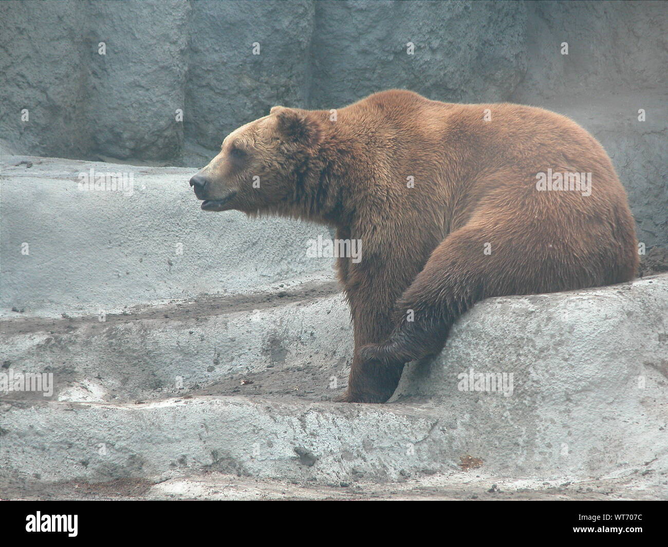 Grizzly bear side view hi-res stock photography and images - Alamy