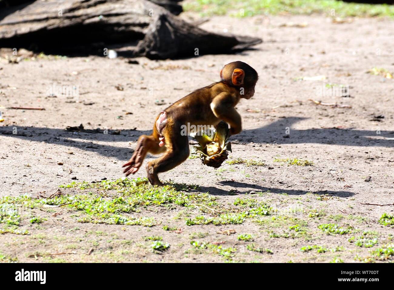 Monkey Running High Resolution Stock Photography and Images - Alamy