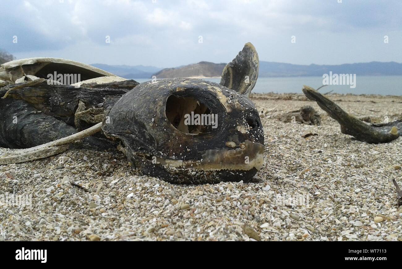 Turtle Skeleton High Resolution Stock Photography and Images - Alamy