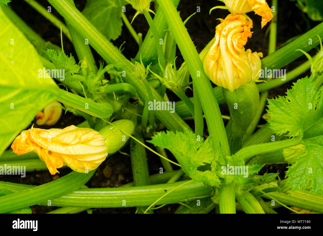 Zucchini bush with young growing fruits with flowers. Studio Photo ...
