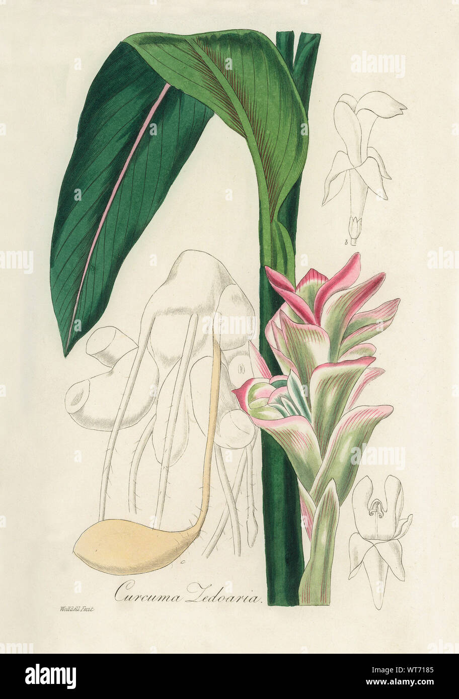 Curcuma Zedoaria - Watercolor Print 19th Century Stock Photo - Alamy