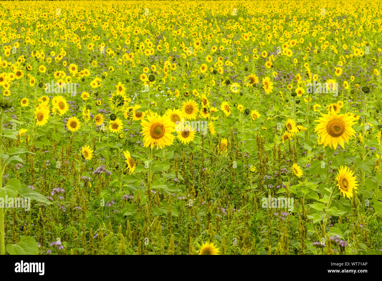 A Sunflower field planted to seed for oil production Stock Photo - Alamy