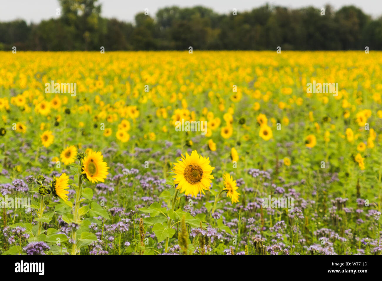 A Sunflower field planted to seed for oil production Stock Photo - Alamy
