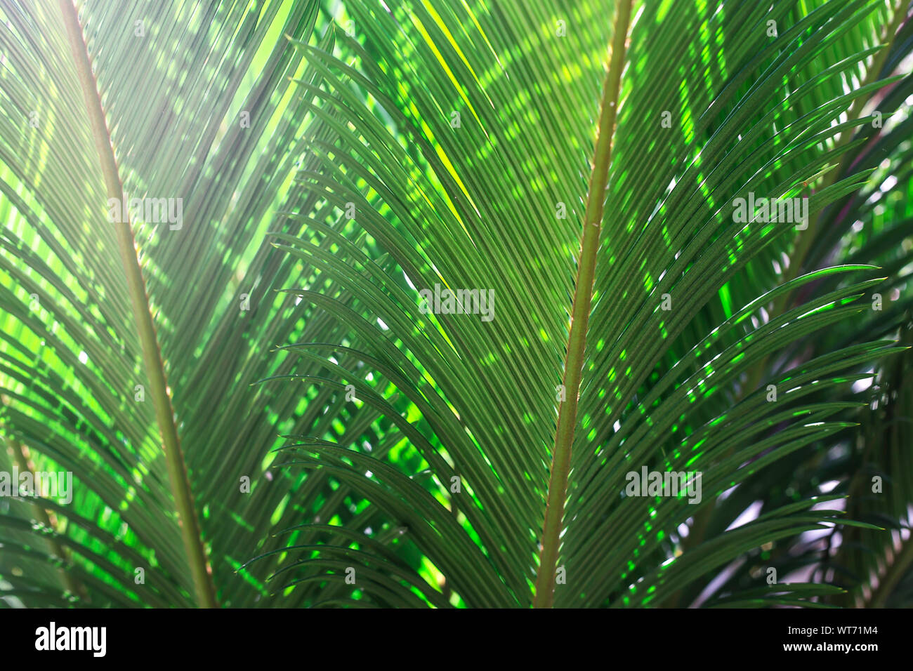 Palm tree with thin branches and leaves in bright sunlight. Summer ...