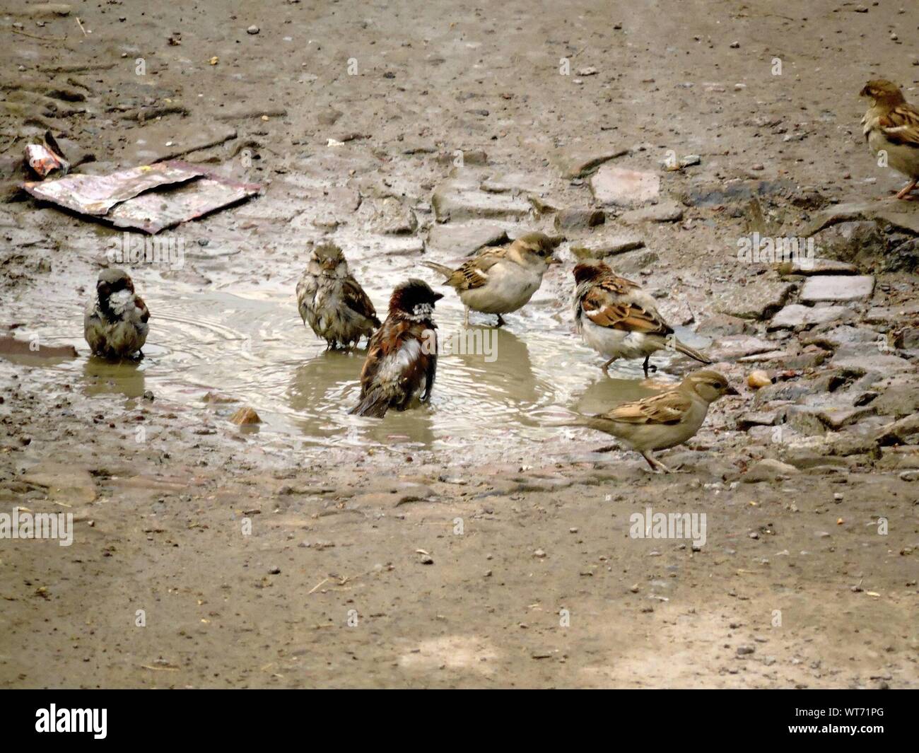 Bird bathing in puddle hi-res stock photography and images - Alamy