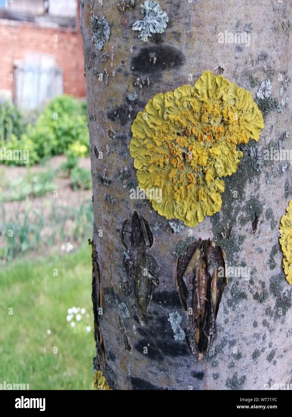 Algae on tree hi-res stock photography and images - Alamy