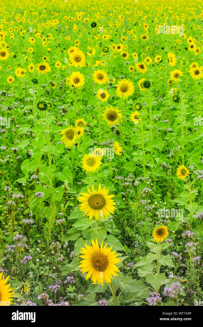 A Sunflower field planted to seed for oil production Stock Photo - Alamy