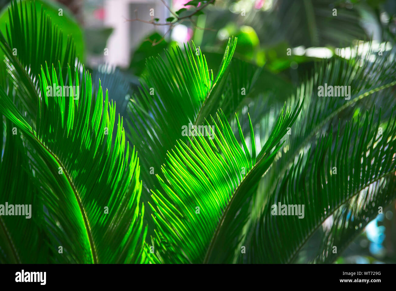 Palm tree with thin branches and leaves in bright sunlight. Summer ...