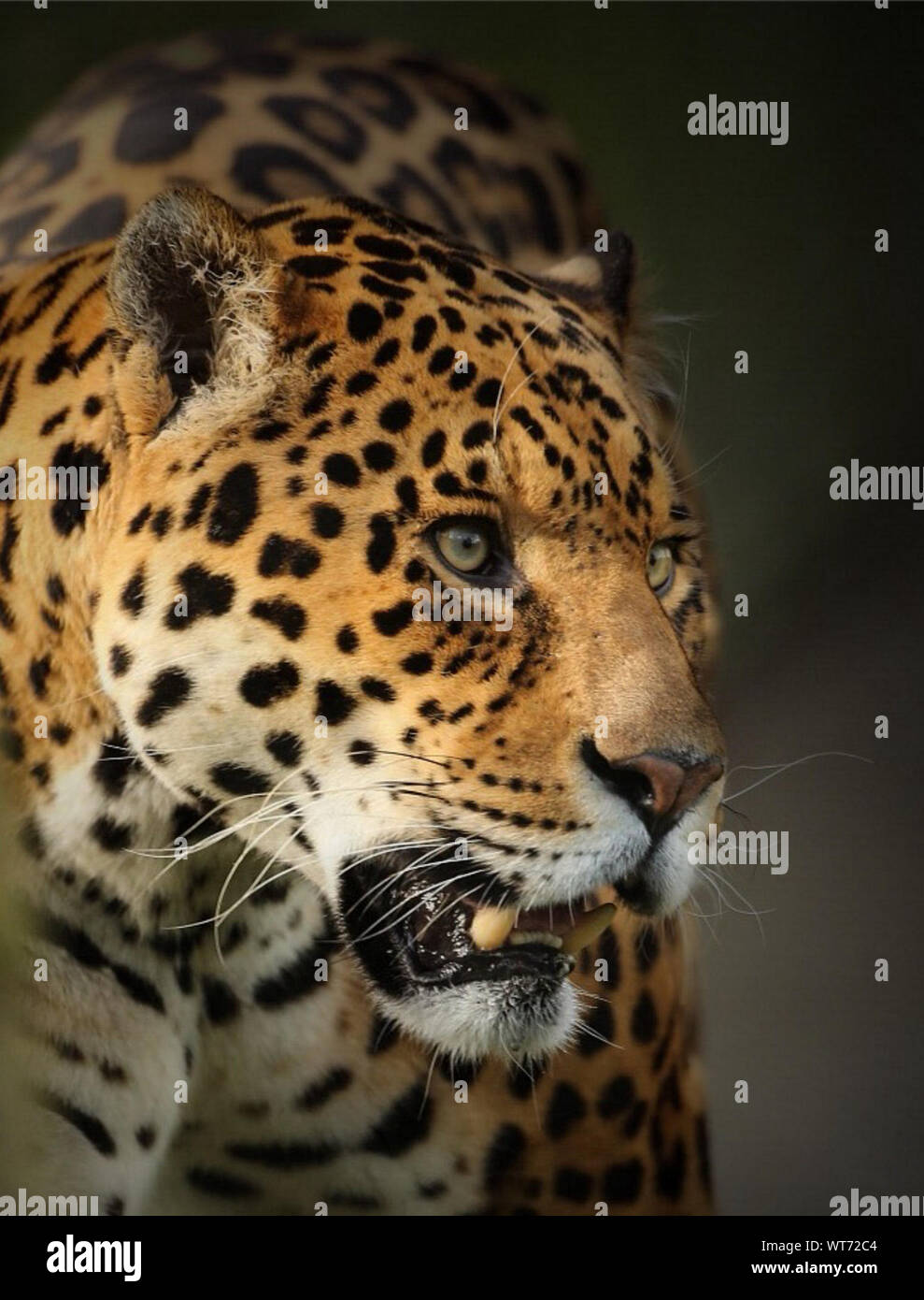 Snarling jaguar hi-res stock photography and images - Alamy