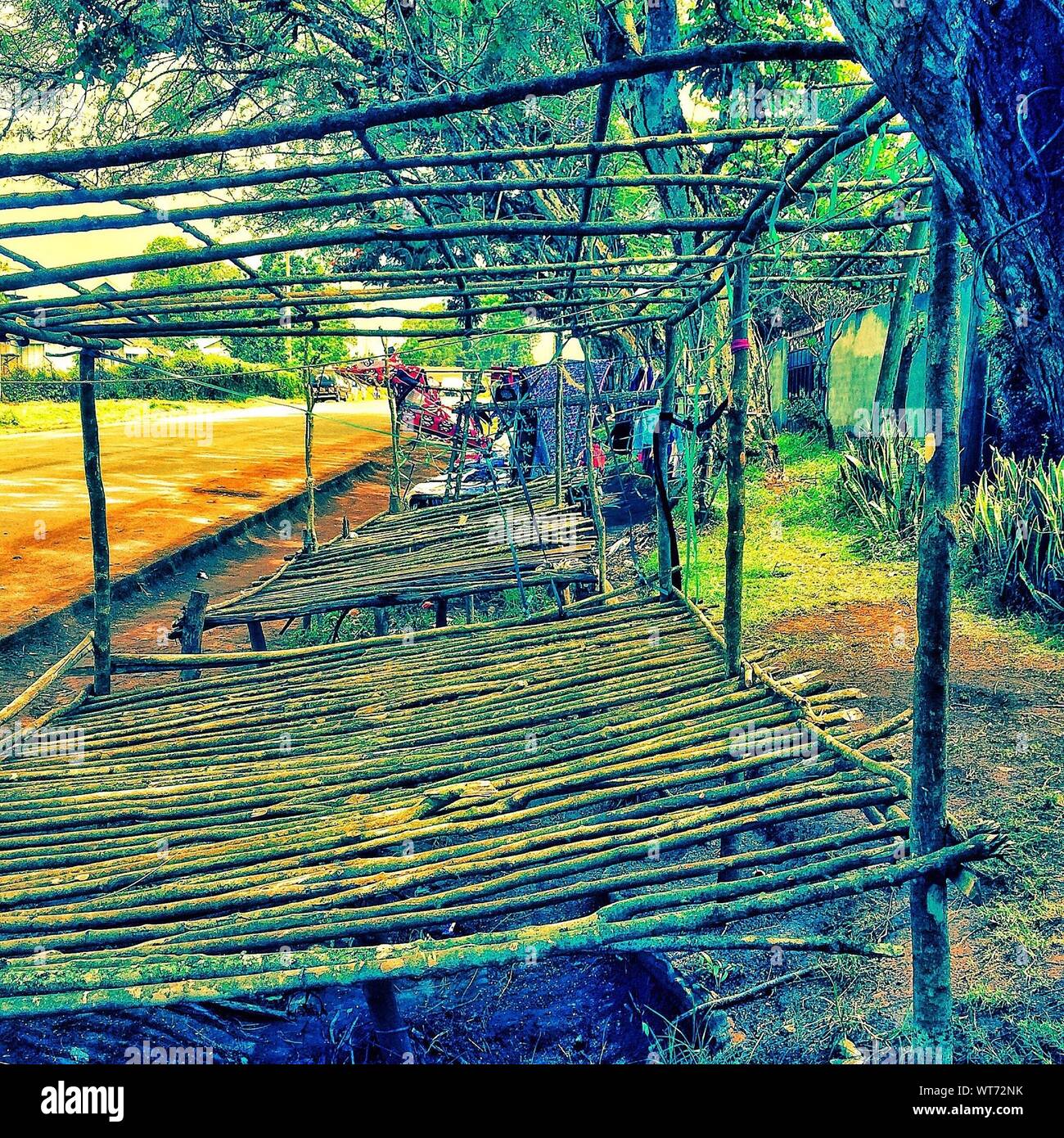 Tree Branch Structures High Resolution Stock Photography and Images - Alamy