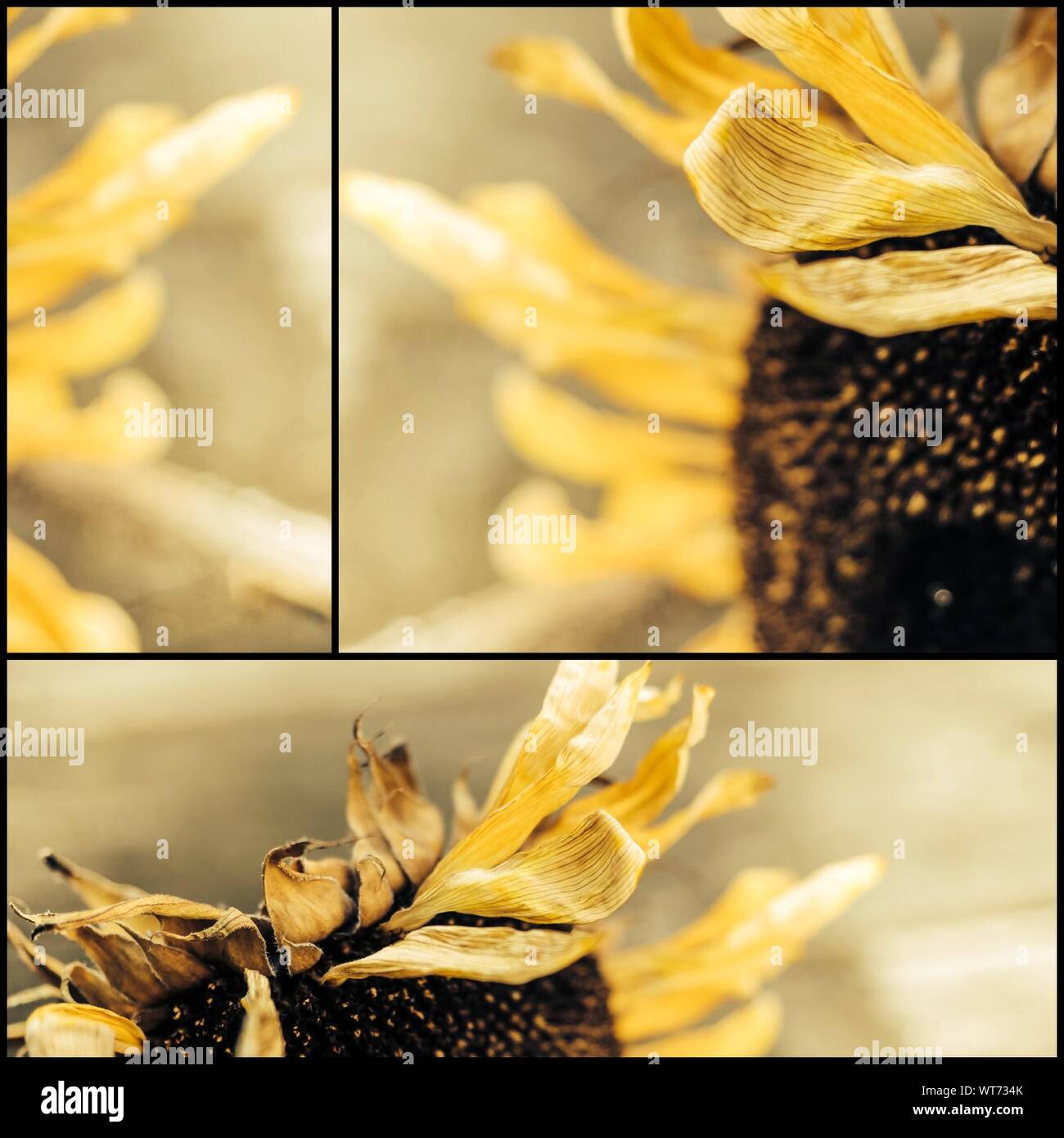 Wilted sunflower hi-res stock photography and images - Alamy