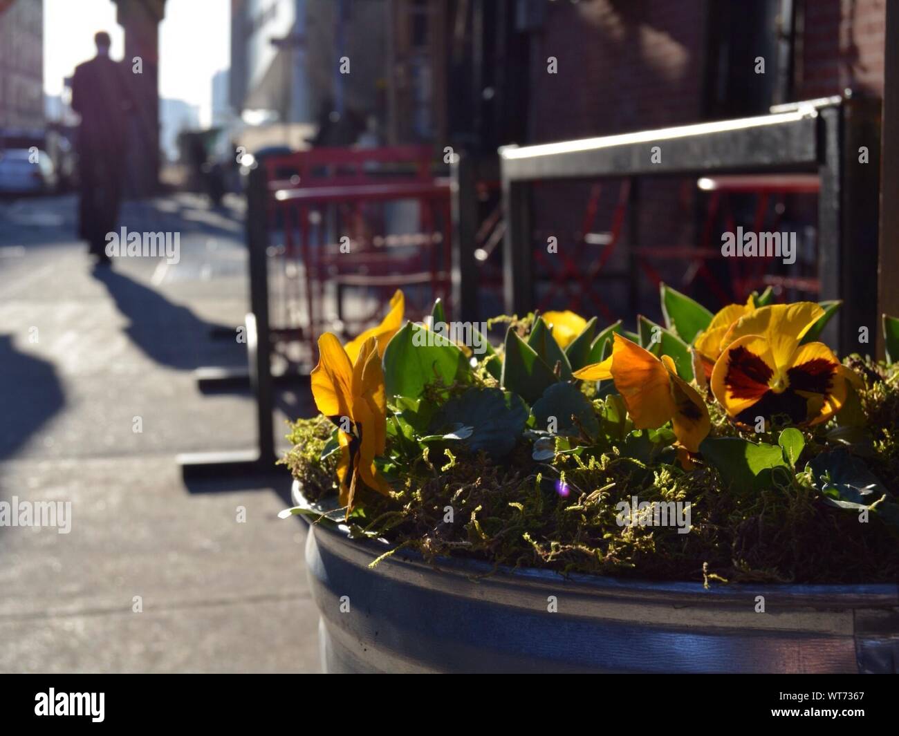 Plant on street hi-res stock photography and images - Alamy