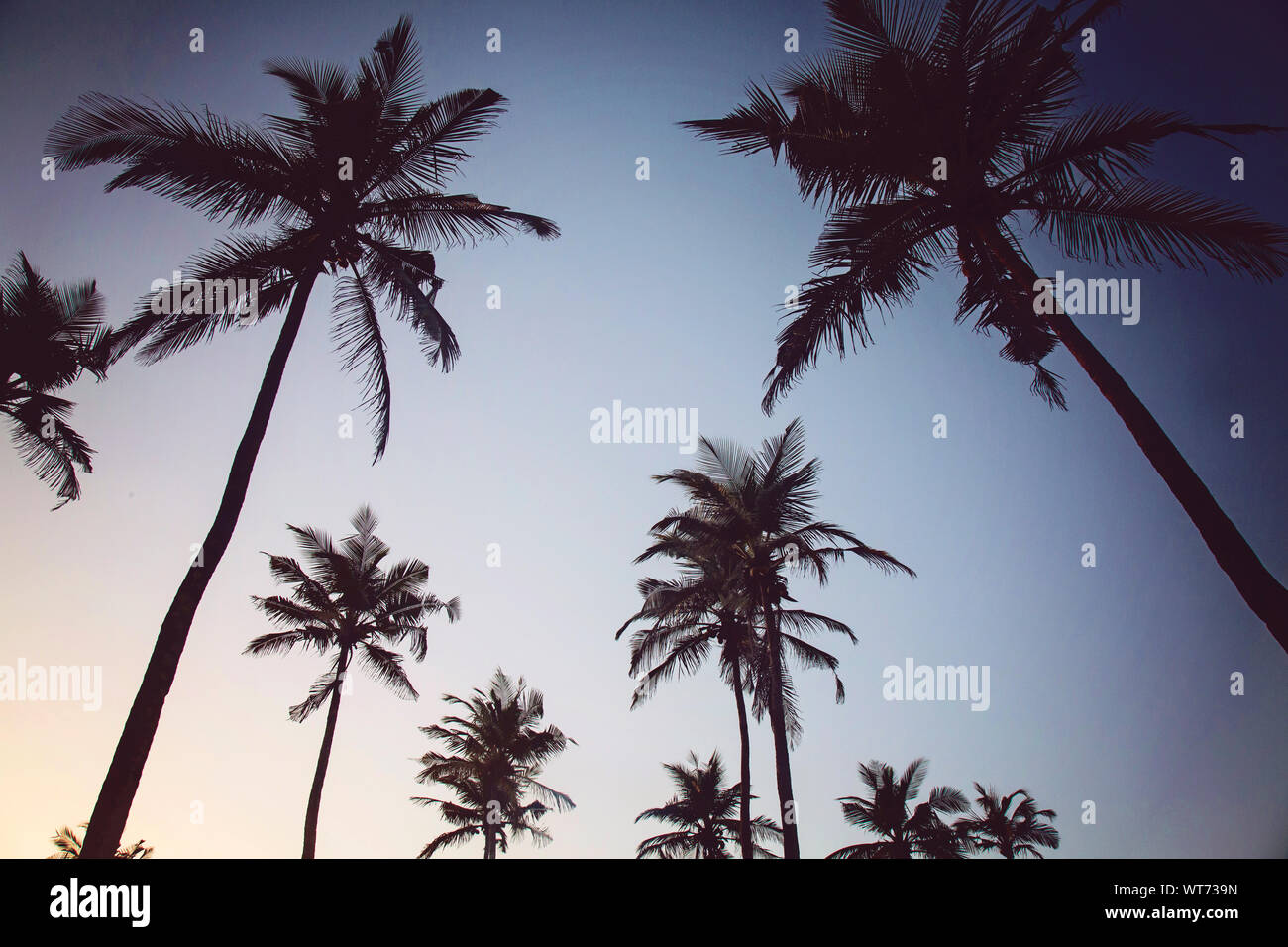 Palm trees on sunset beach in Goa, India Stock Photo - Alamy