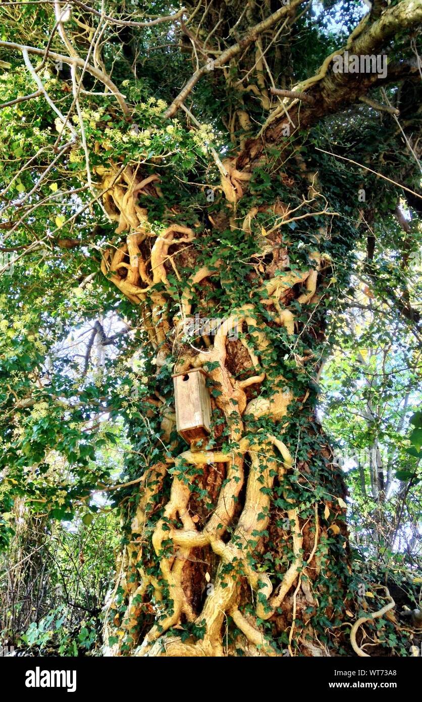 Climbing plant tree hi-res stock photography and images - Alamy