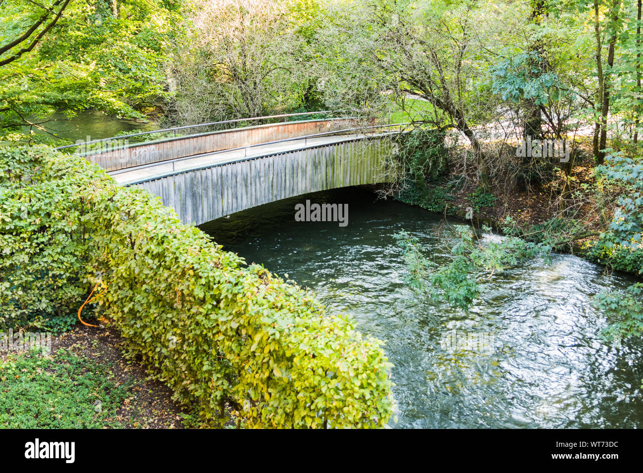 Surface meadow in forest hi-res stock photography and images - Alamy
