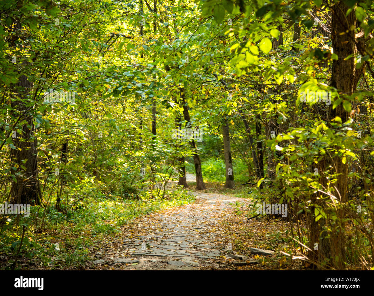 The path, strewn with autumn leaves, in the Park Stock Photo - Alamy