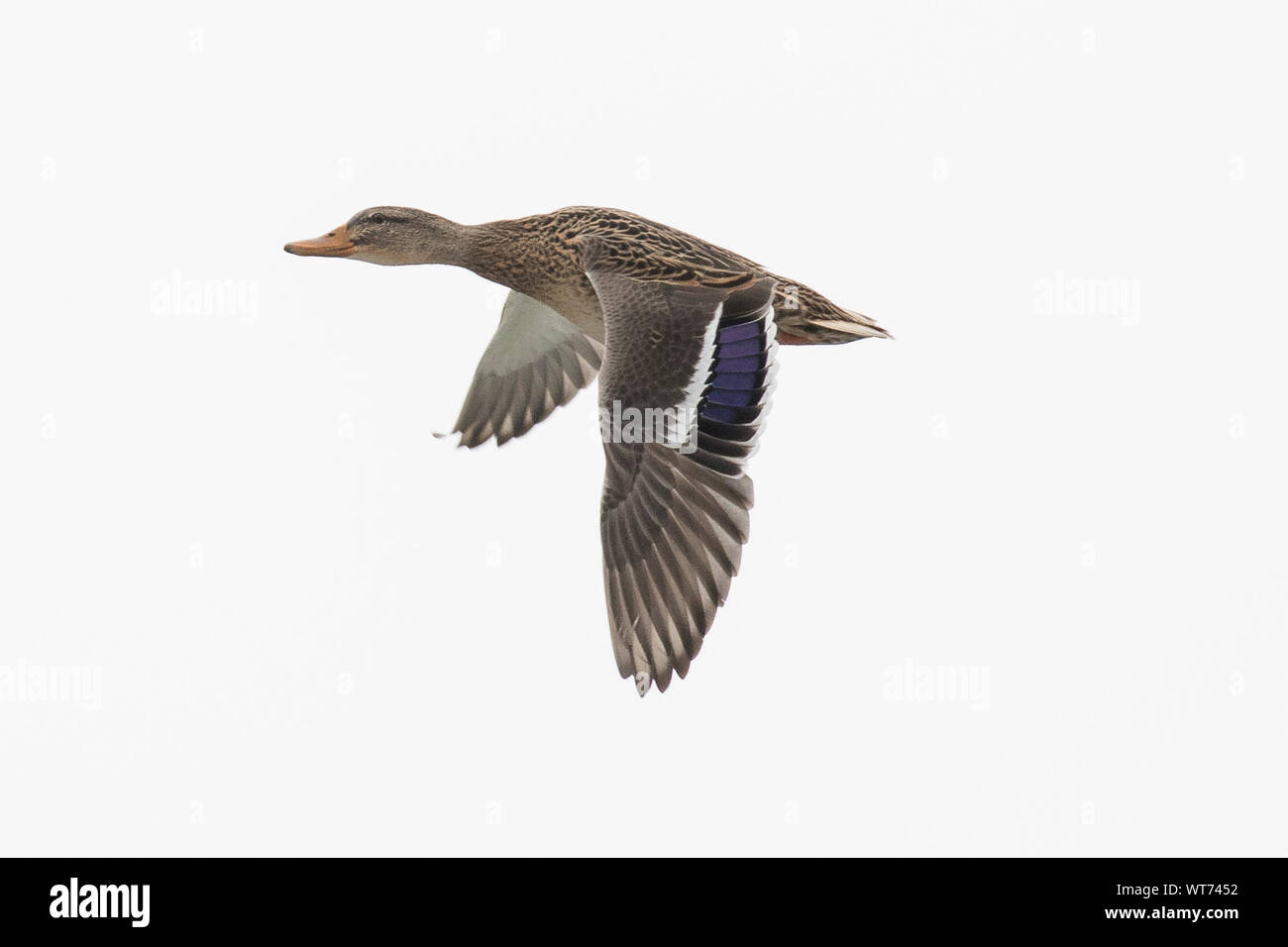 Side view of bird Cut Out Stock Images & Pictures - Alamy