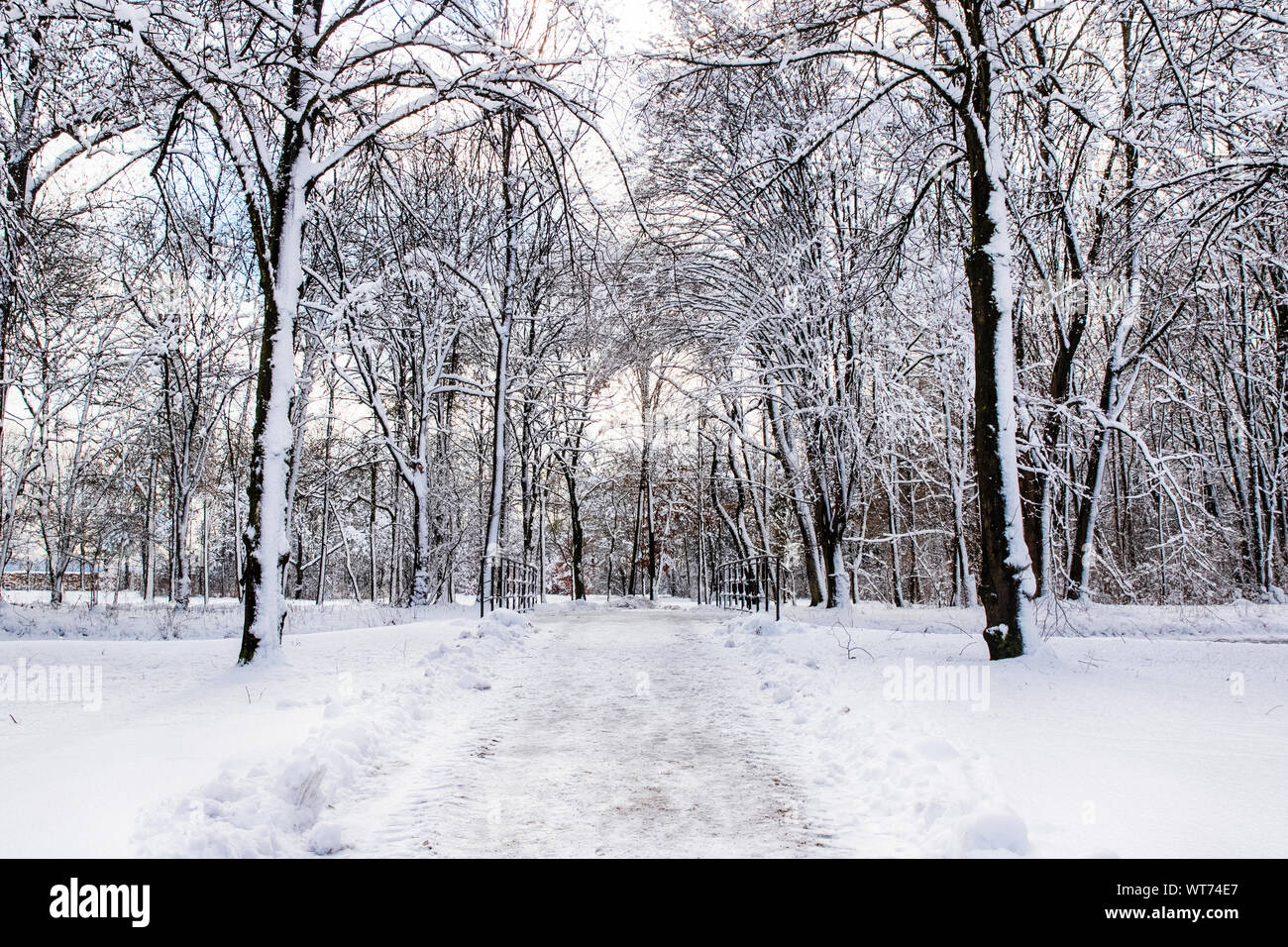 Snowy path into several trees in the forest Stock Photo - Alamy