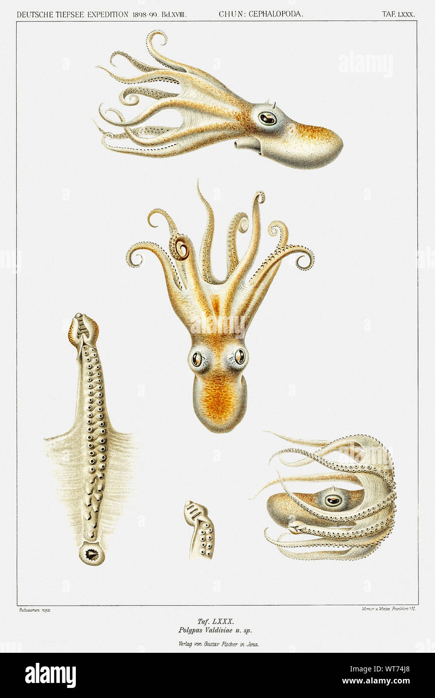 Bathypolypus Octopus - Vintage Illustration from Carl Chun Zoological ...