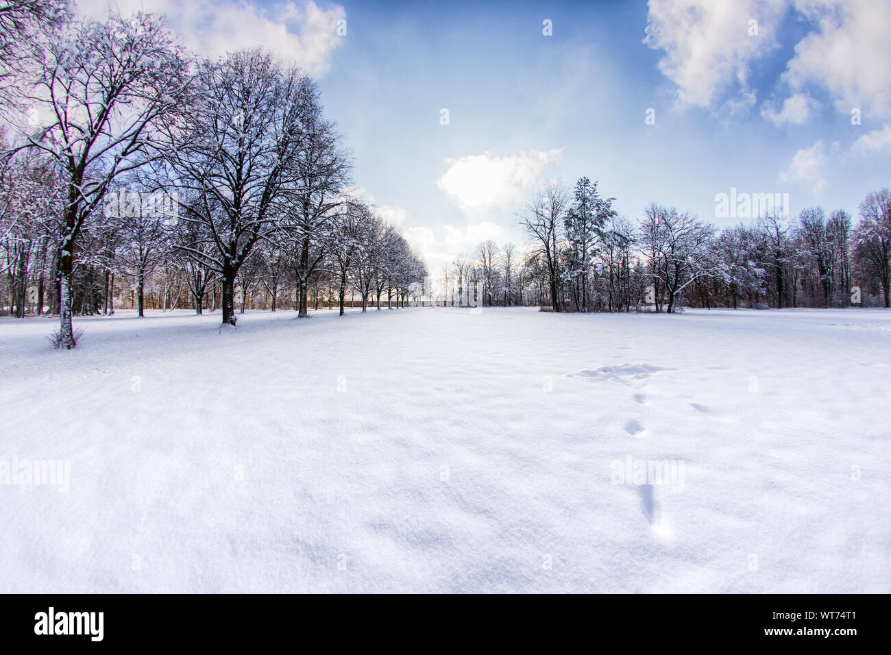 Snowy path into several trees in the forest Stock Photo - Alamy