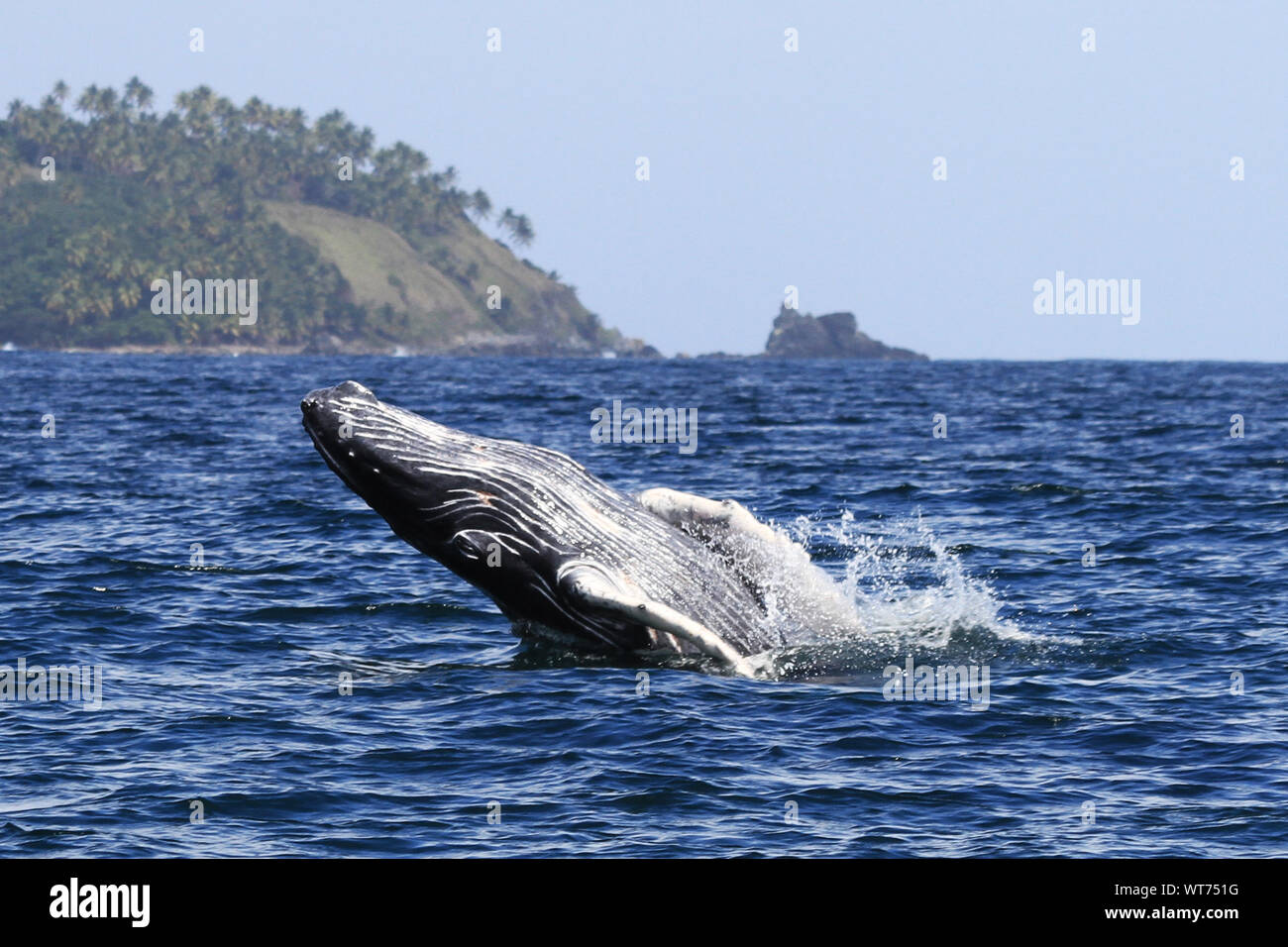 Dominican Republic Whale High Resolution Stock Photography and Images ...